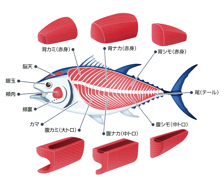 まぐろの目利きになる！日本で食べられている「まぐろ」の種類と部位の違い サライ Jp｜小学館の雑誌『サライ』公式サイト