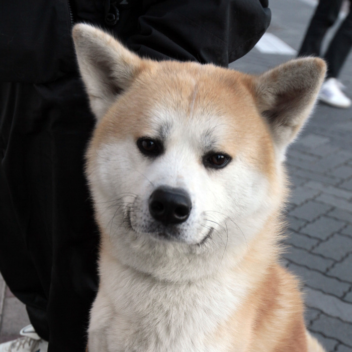 単なる猟犬ではなかった伝説のマタギイヌ｜人と犬の固い絆 | サライ.jp｜小学館の雑誌『サライ』公式サイト